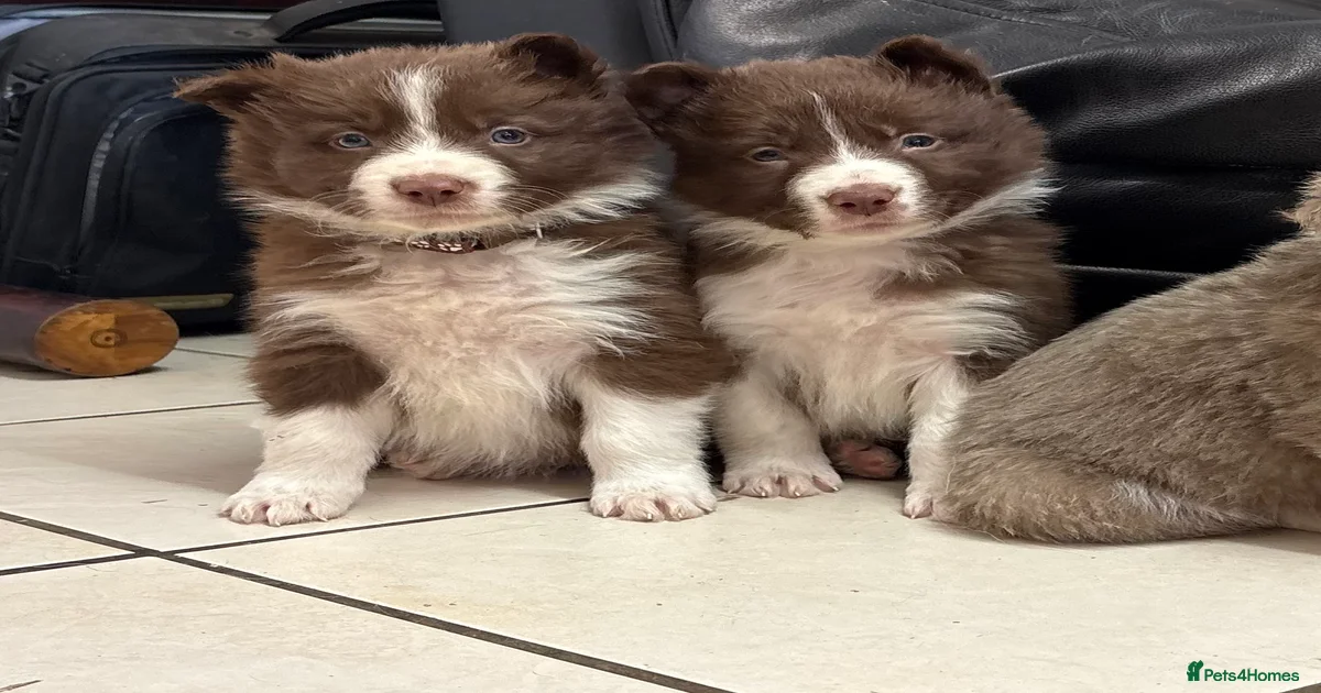 Border Collie Puppies for sale | Pets4Homes
