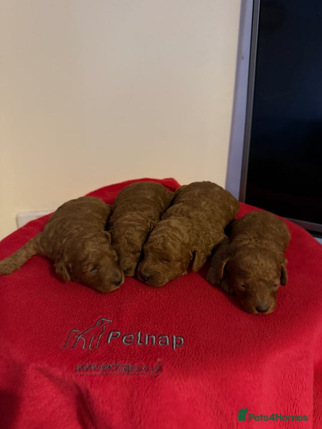 Stunning Deep Red Toy Poodles 🐩 Ready 12th March for sale in Gillingham ...