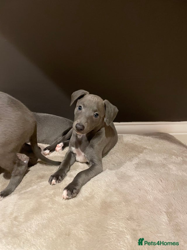 6 gorgeous blue whippet puppies for sale in Middlewich | Pets4Homes