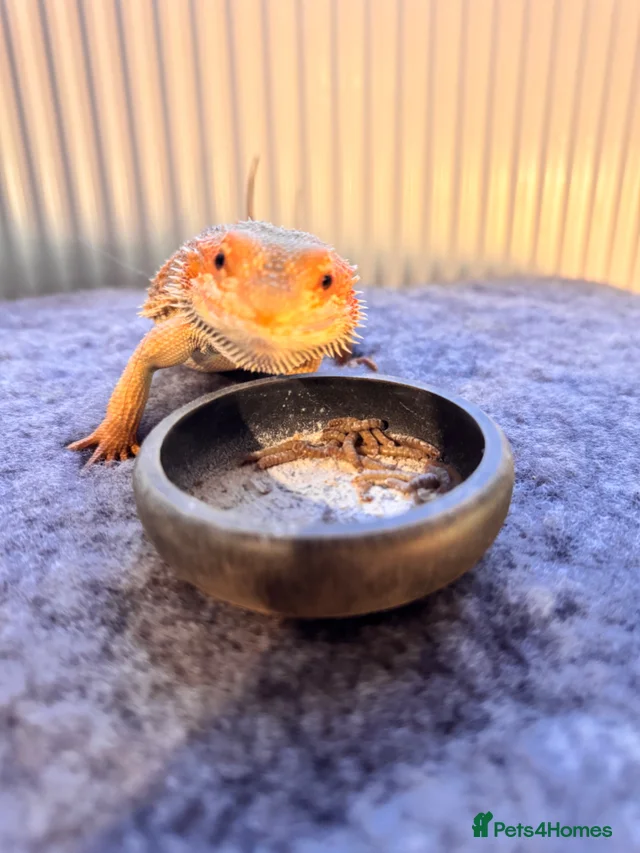 7 Month Old Bearded Dragon & Full Set Up for sale in Barnsley | Pets4Homes