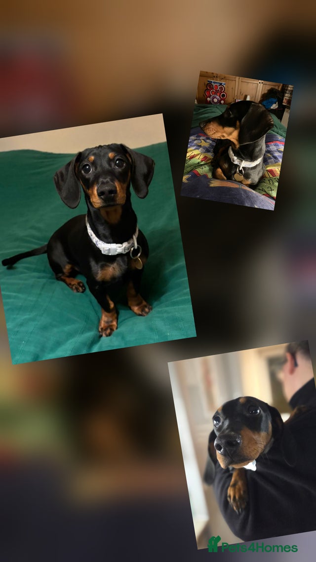 Darling Suki seeking her forever home for adoption in Stroud | Pets4Homes