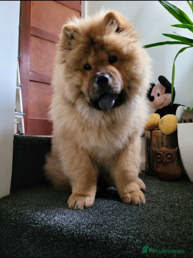 2 year old chow chow for sad rehoming for sale in Tamworth | Pets4Homes