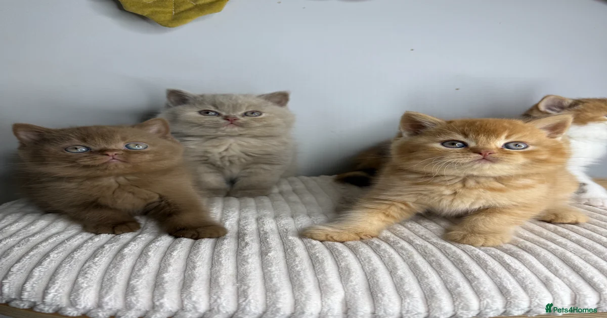 Kittens for sale | Pets4Homes