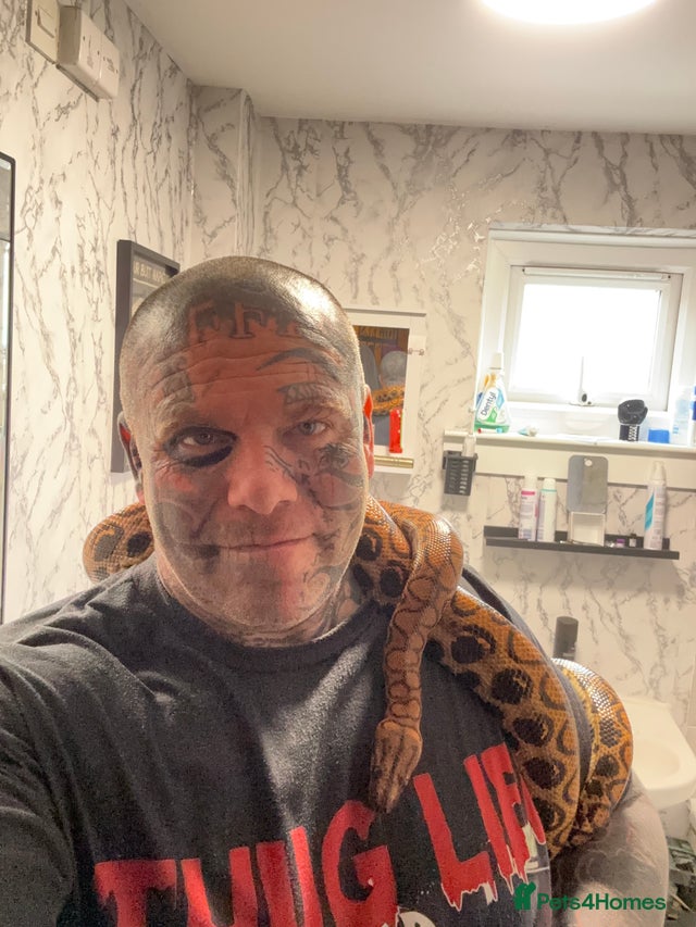 Brazillion rainbow boa for sale in Irvine | Pets4Homes