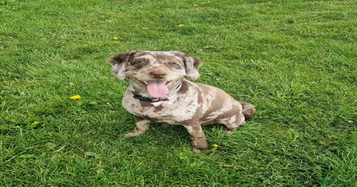 Chocolate Merle Labradoodle+Australian Labradoodle for sale in Prescot ...
