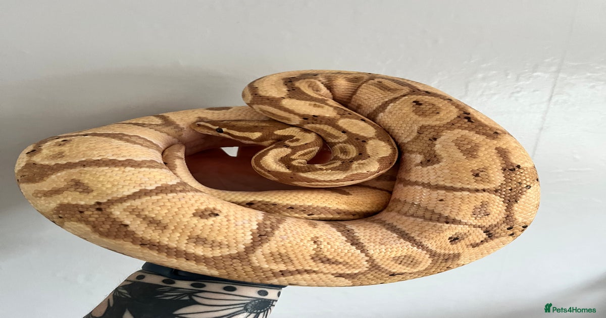 Banana male python for sale in Nottingham | Pets4Homes
