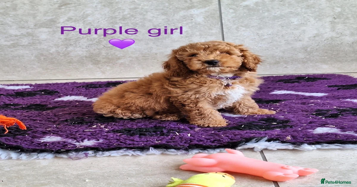 Cavachon puppies Puppies for sale | Pets4Homes