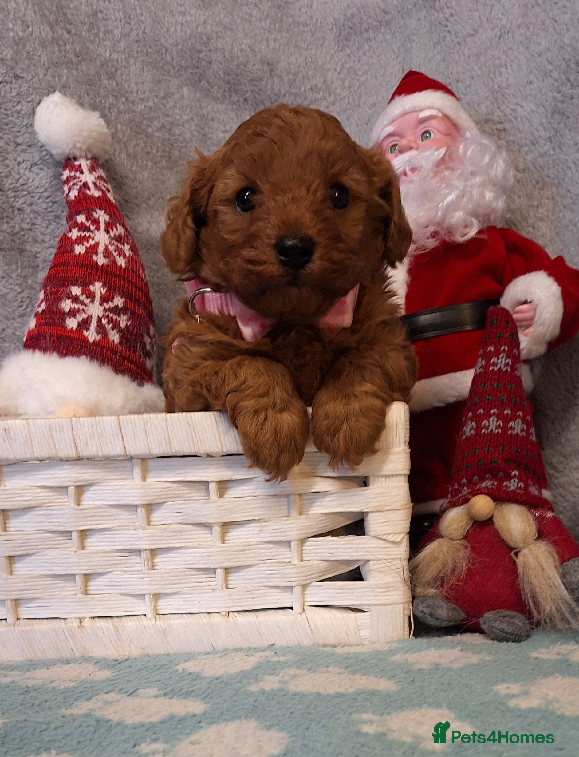 Stunning rare Ruby red DNA tested Cavapoochon pup for sale in Crymych ...