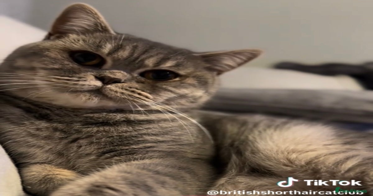 British Blue Spotted Tabby female cat QUEEN for sale in Bexhill-on-Sea ...