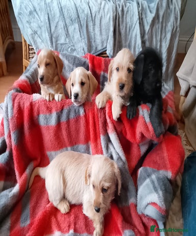 Patterdale Puppies for sale | Pets4Homes