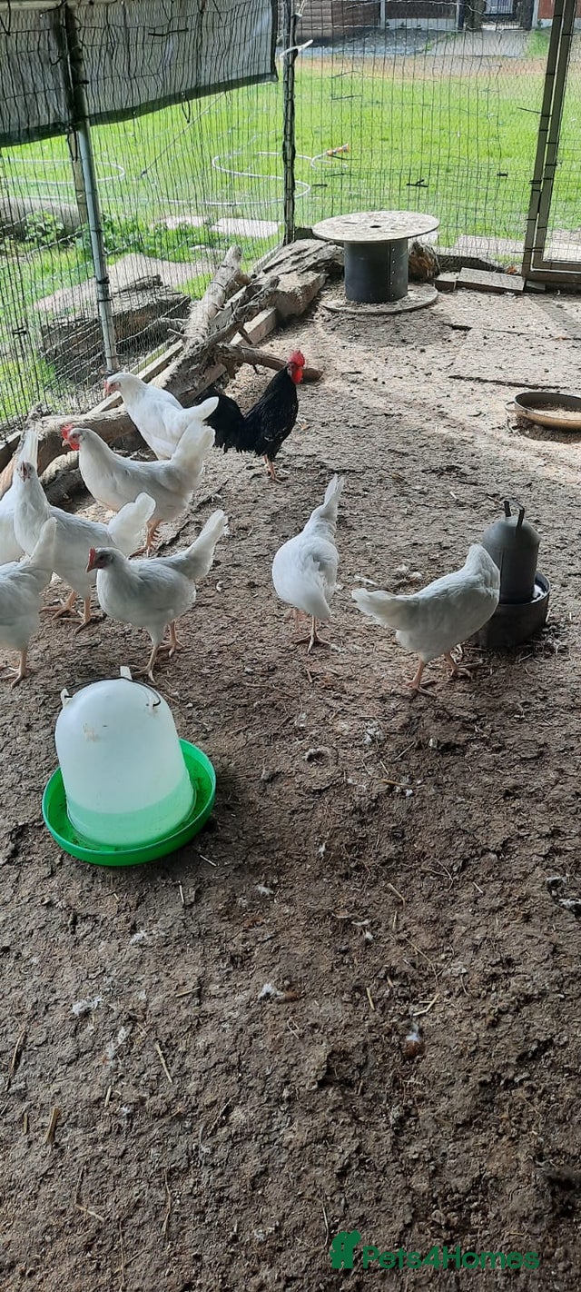 POL CHICKENS AVAILABLE for sale in Grays | Pets4Homes