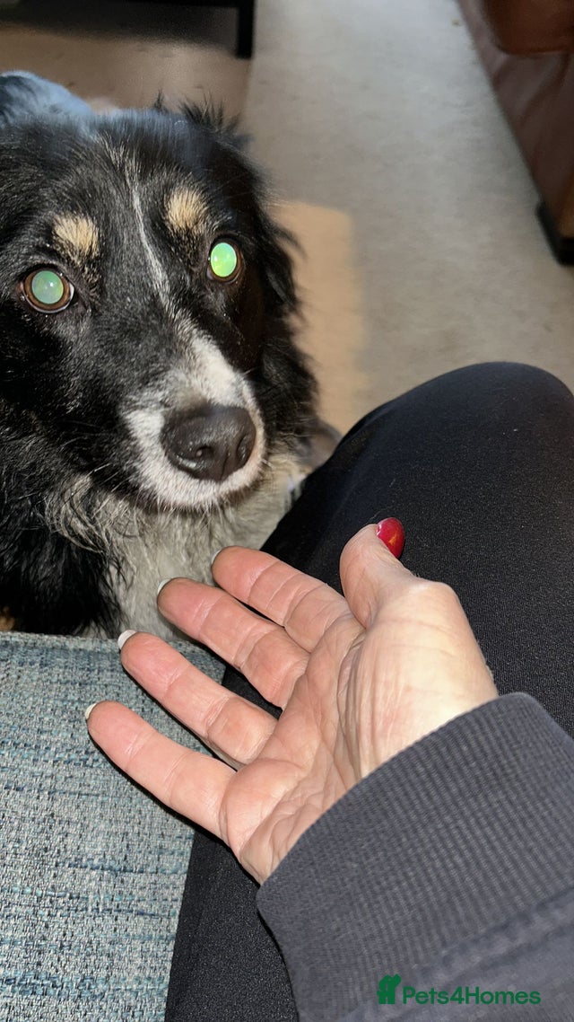 Amazing Neeka for adoption in Worcester | Pets4Homes