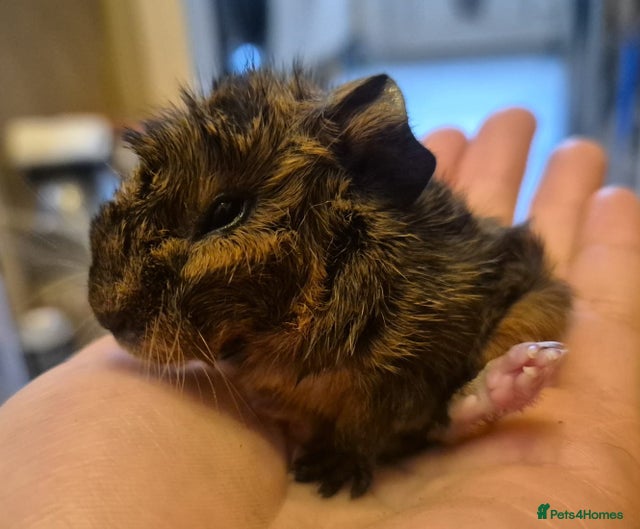Guinea pigs for Sale ! for sale in Halesowen | Pets4Homes