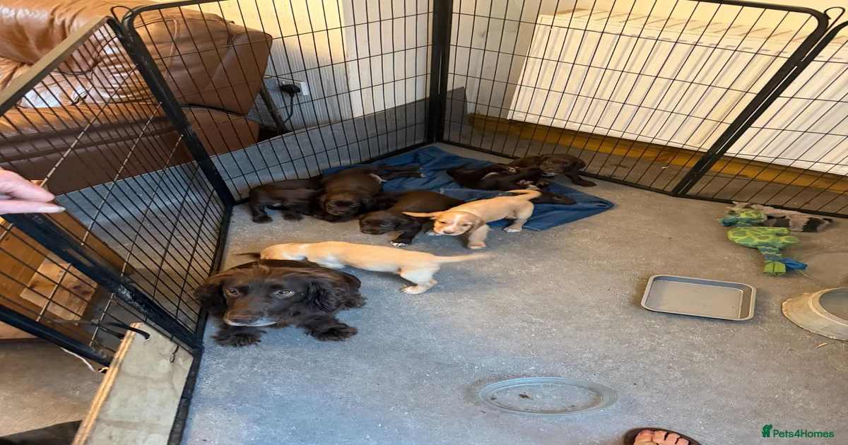 Cocker Spaniel Puppies for sale in Swindon, Swindon | Pets4Homes