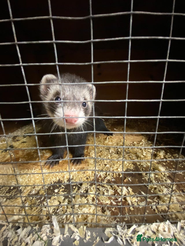 Ferrets polecats 2 hobs 1 jill for sale in Alfreton | Pets4Homes