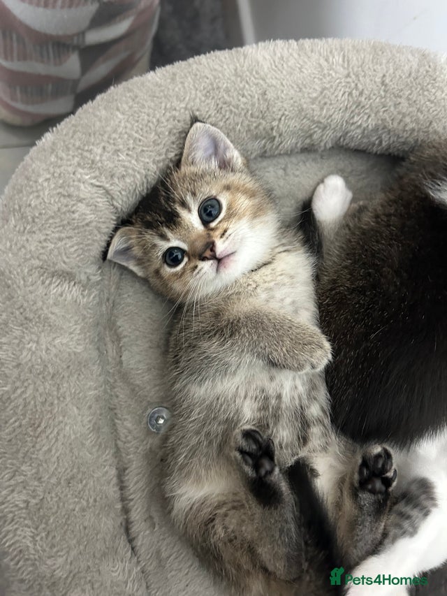 Scottish fold for sale in Walsall | Pets4Homes