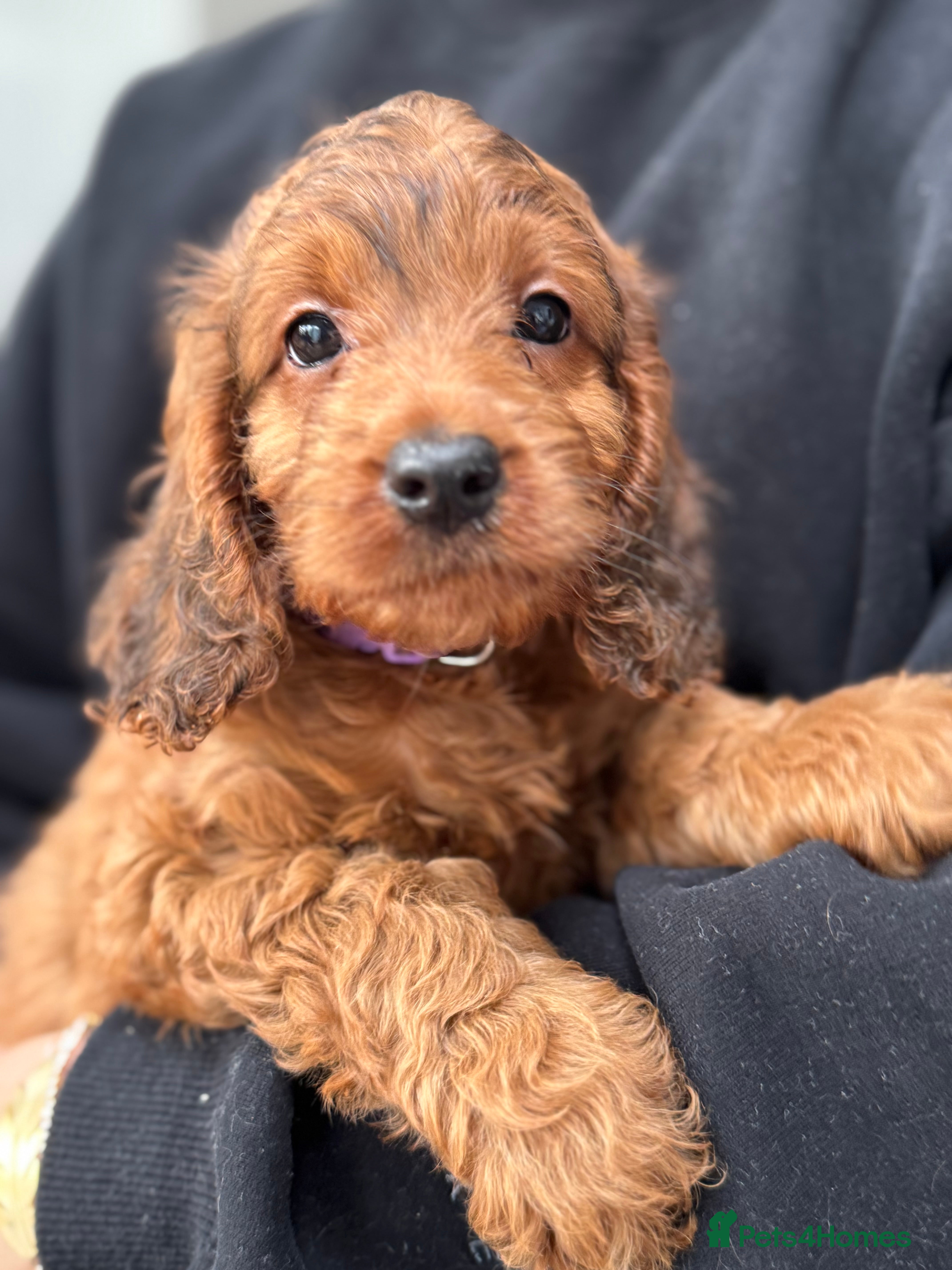 Stunning Health Tested F1 Show Cockapoo puppies for sale in Bexleyheath ...