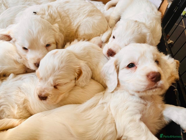 3/4 clumber 1/4 cocker spaniel pups for sale in Okehampton | Pets4Homes