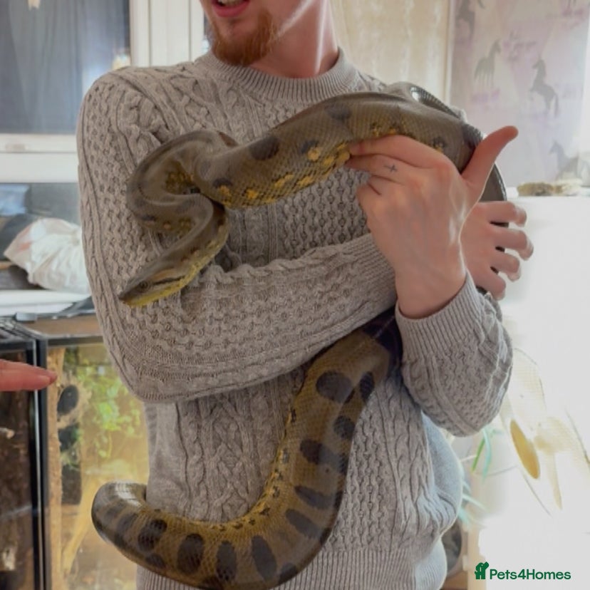 Anaconda for sale in Liverpool | Pets4Homes