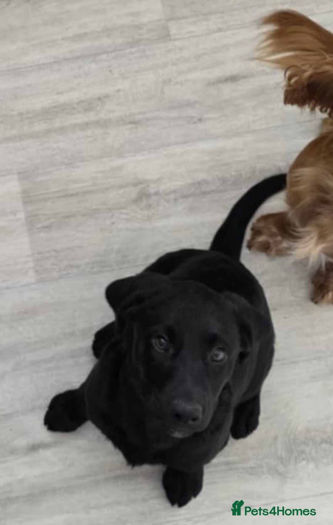 Labrador female for sale in Redcar | Pets4Homes