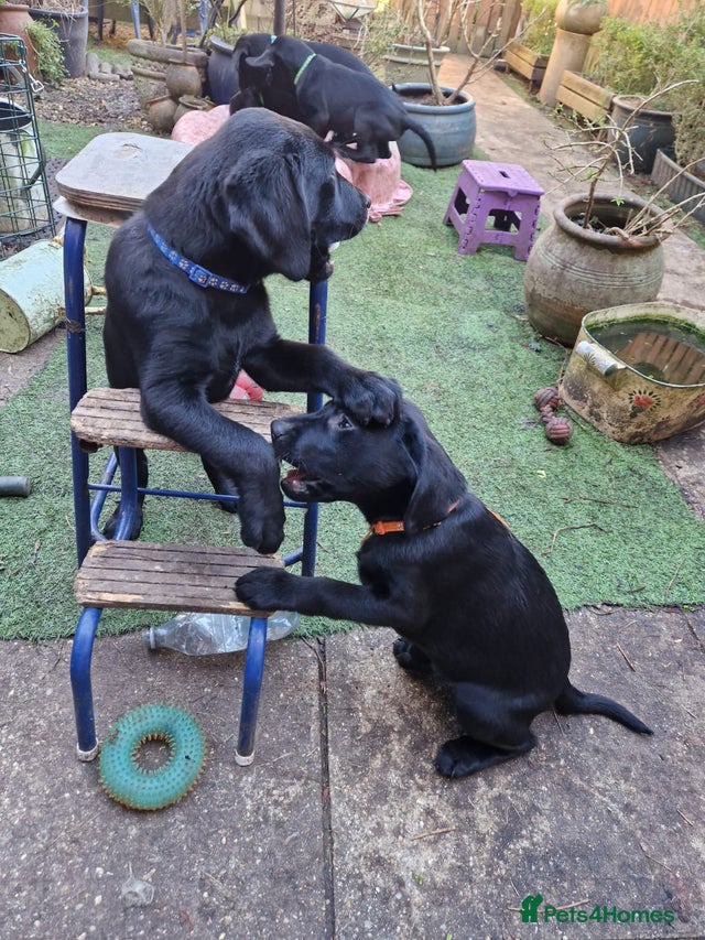 Working Labrador Puppies for sale in New Milton | Pets4Homes