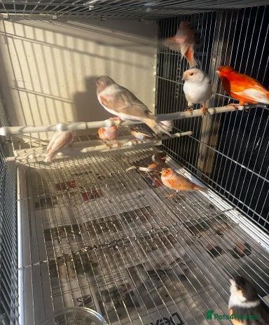 Canaries birds for sale | Pets4Homes