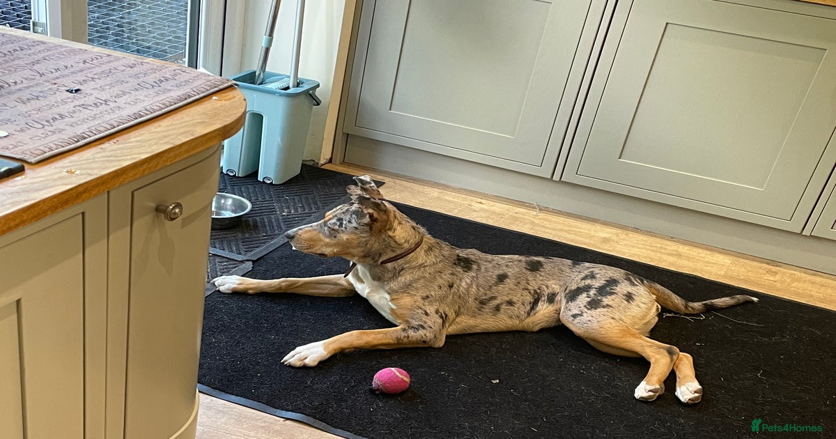 Dog for sale for sale in Walsall | Pets4Homes