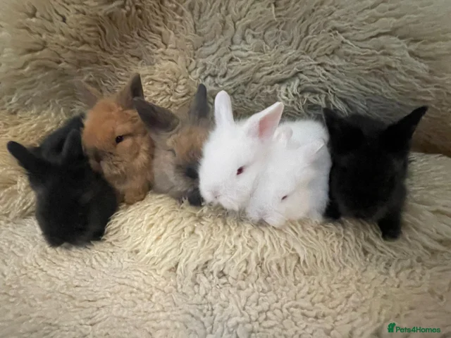 Mini lionhead lop teddy widder cross 2 AVAILABLE for sale in Norwich ...