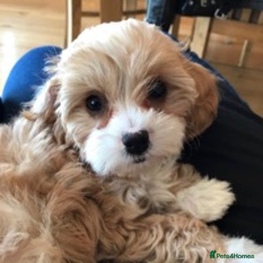 Cavapoo breeders | Pets4Homes