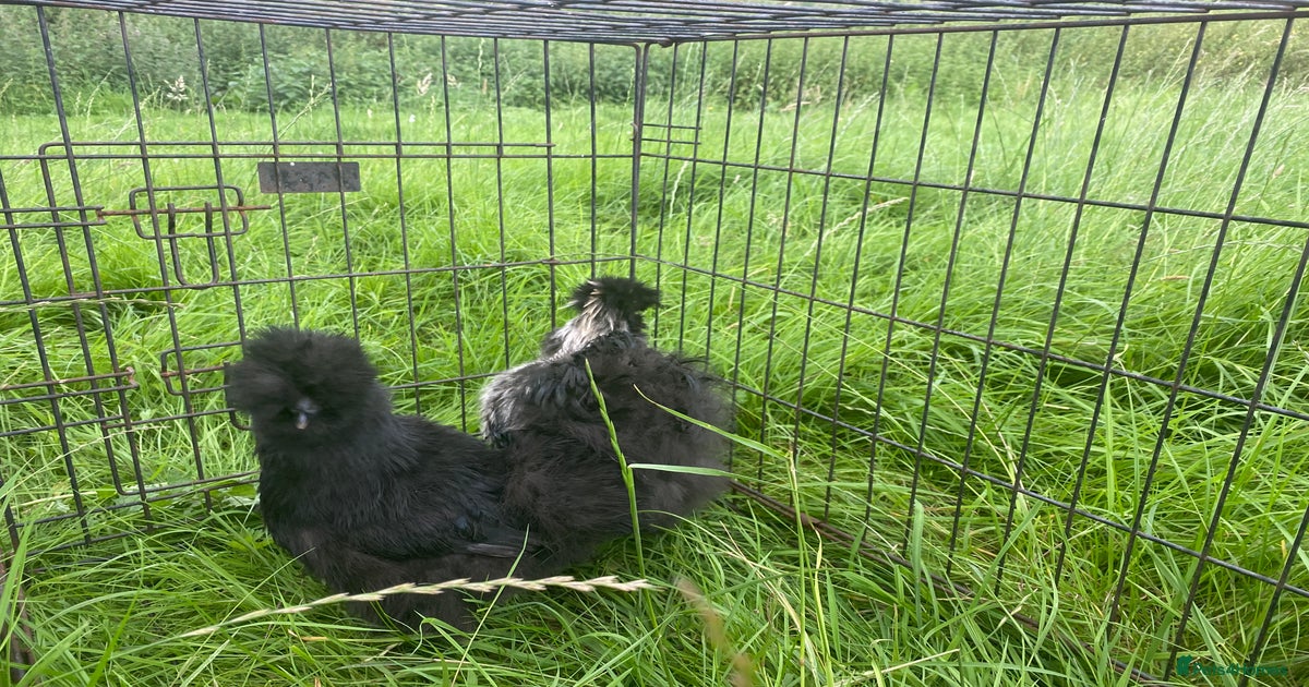 Pair of breeding silkies for sale in Bridgnorth | Pets4Homes