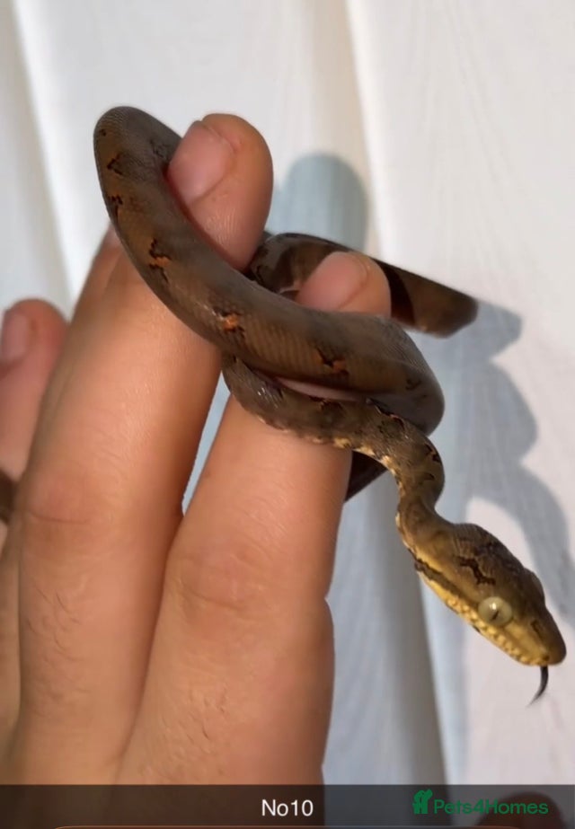 Amazon tree boa (Halloween) for sale in Cardiff | Pets4Homes