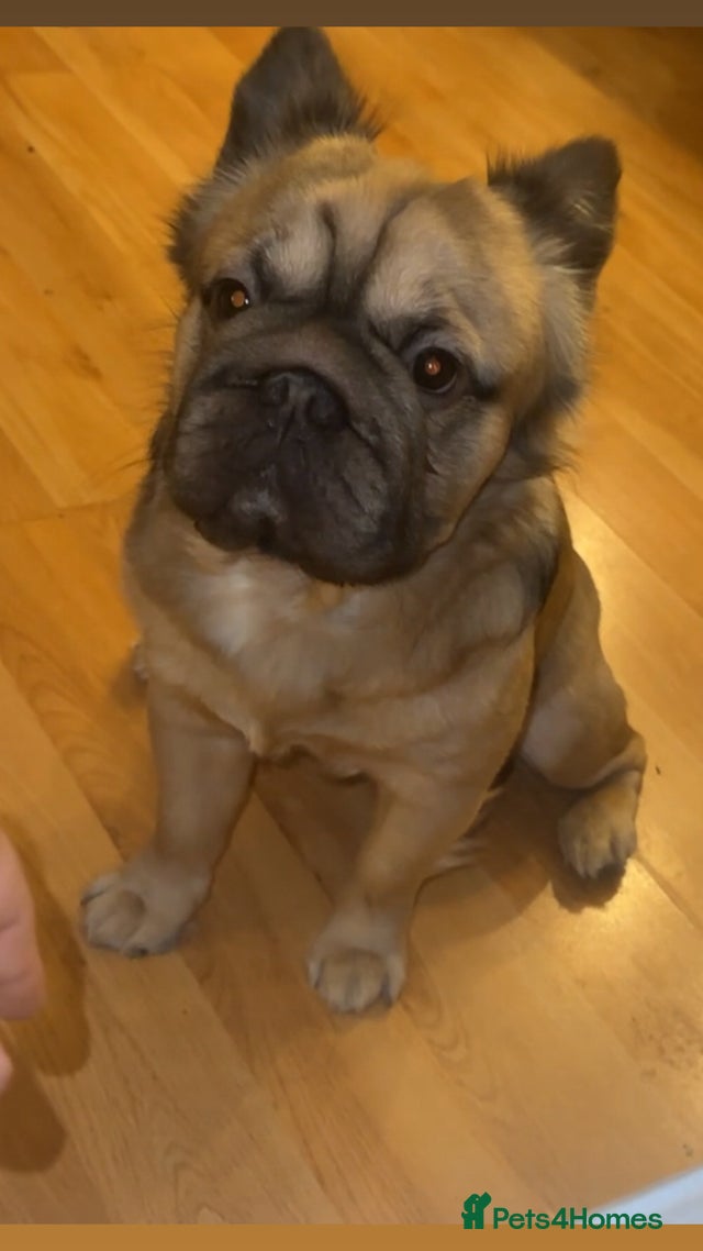 Milo our fluffy big rope 🪢 for stud in London | Pets4Homes