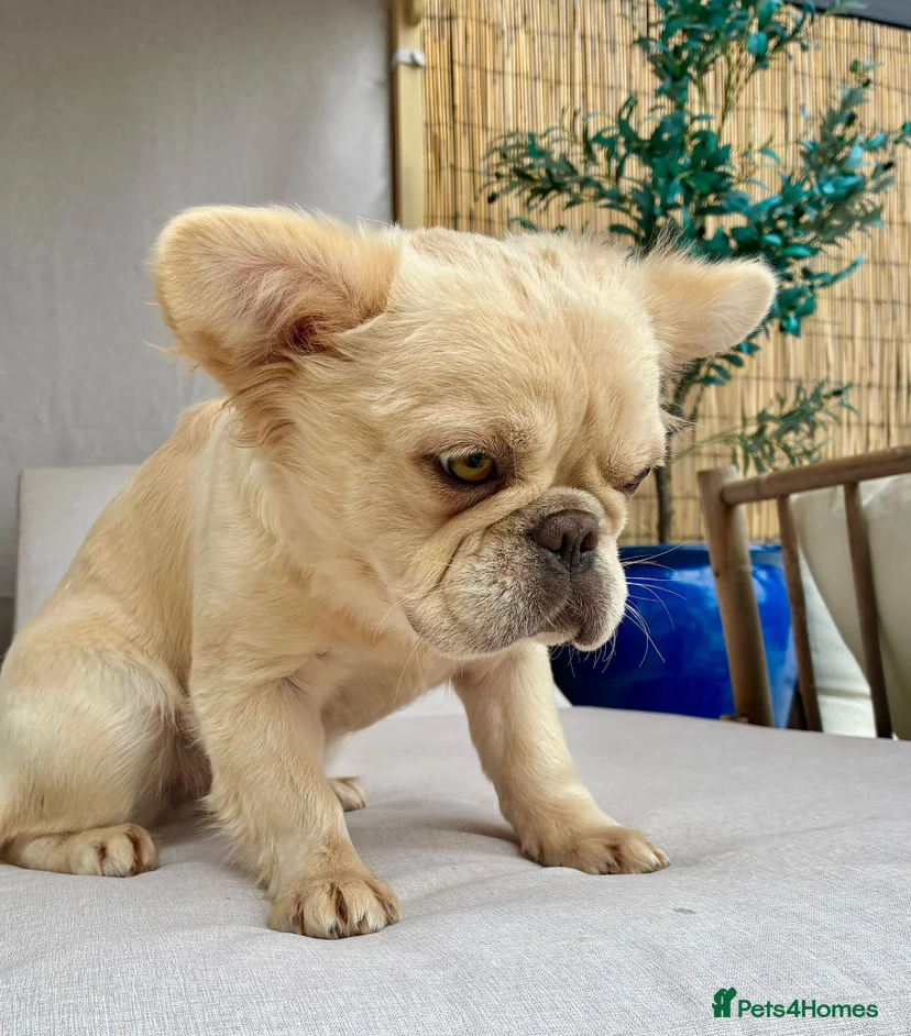 French bulldog puppies for sale in Ongar | Pets4Homes