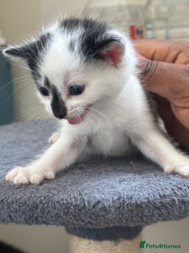 Mixed Breed Kitten 2 - Kittens for sale for sale in | Pets4Homes