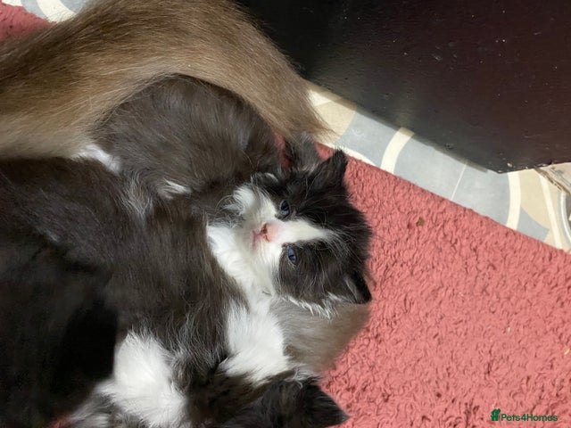 6 beautiful ragdoll x maincoon kittens for sale in Barnsley | Pets4Homes