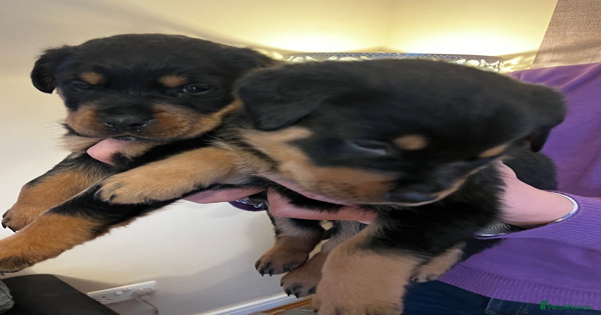 Chunky Rottweiler pupies for sale in Liverpool | Pets4Homes