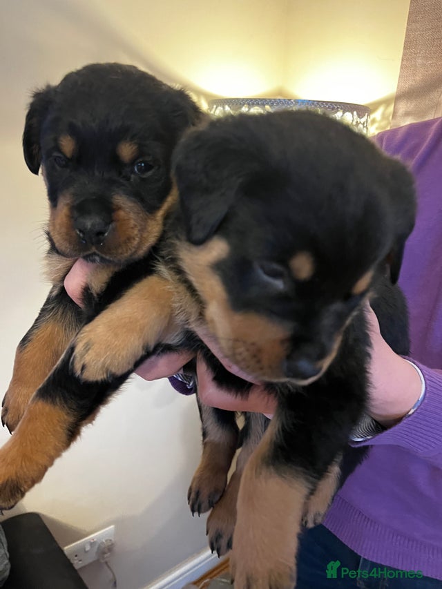 Chunky Rottweiler pupies for sale in Liverpool | Pets4Homes