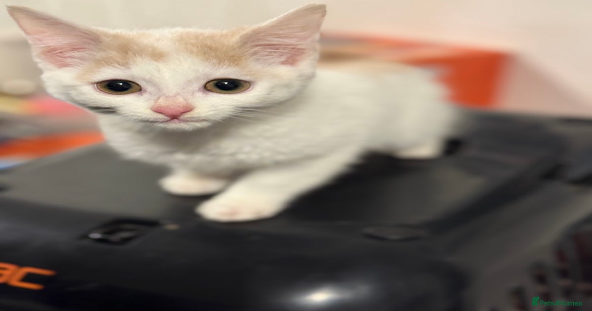 Stunning white n ginger male kitten for sale in Manchester | Pets4Homes