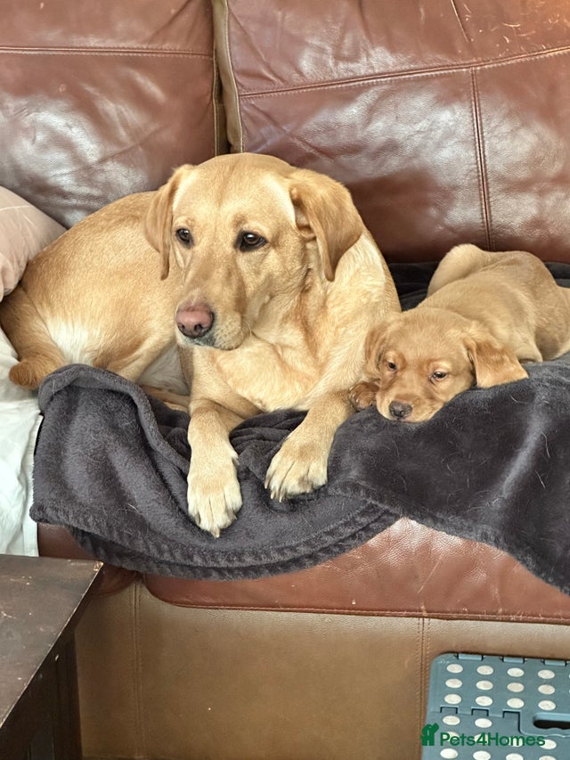 Meet the Cockerdors: Little Labbydabbydors for sale in Pontypool ...