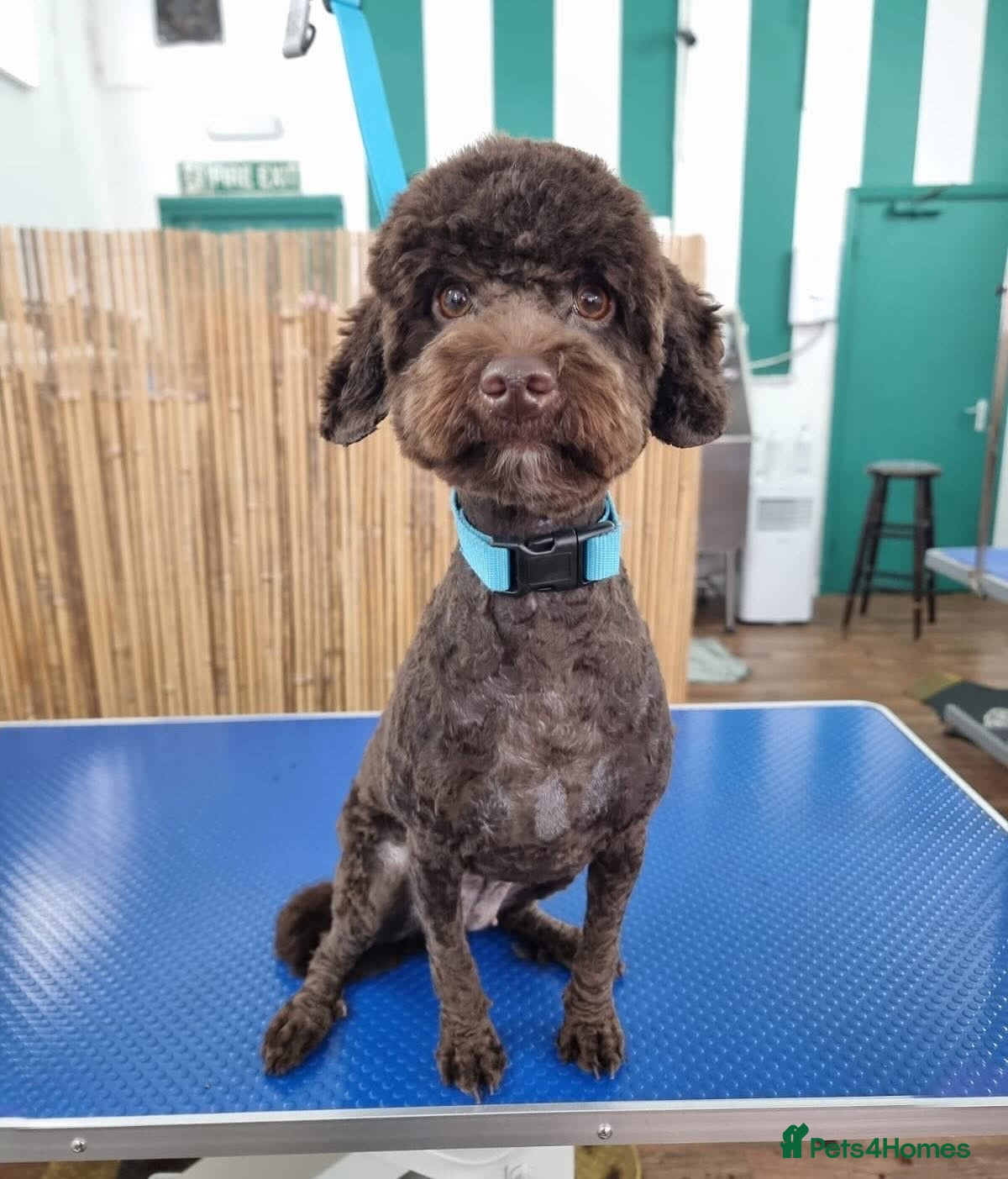 Chocolate brown cockapoo female puppy for sale for sale in Kingston ...