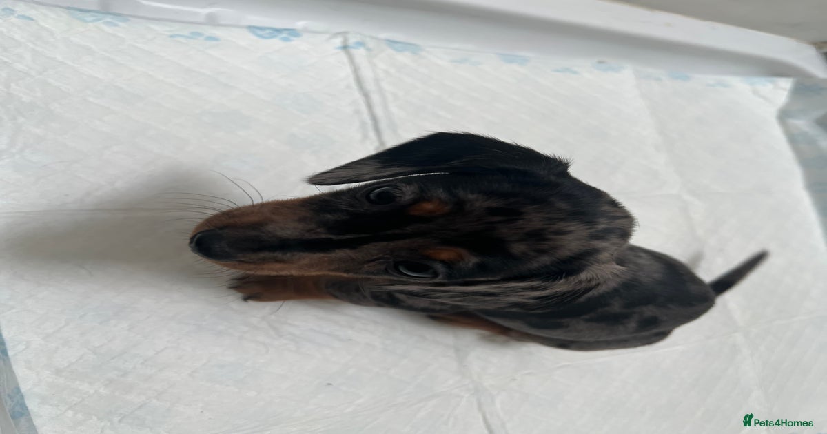 One girl still available due to time waster for sale in Perth | Pets4Homes