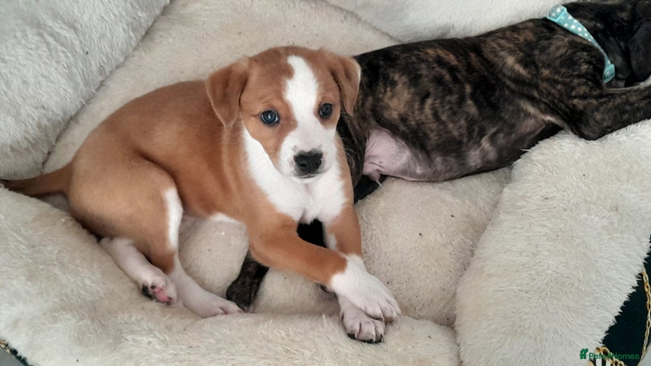 Greyhound Dogs Breed - Information, Temperament, Size & Price | Pets4Homes