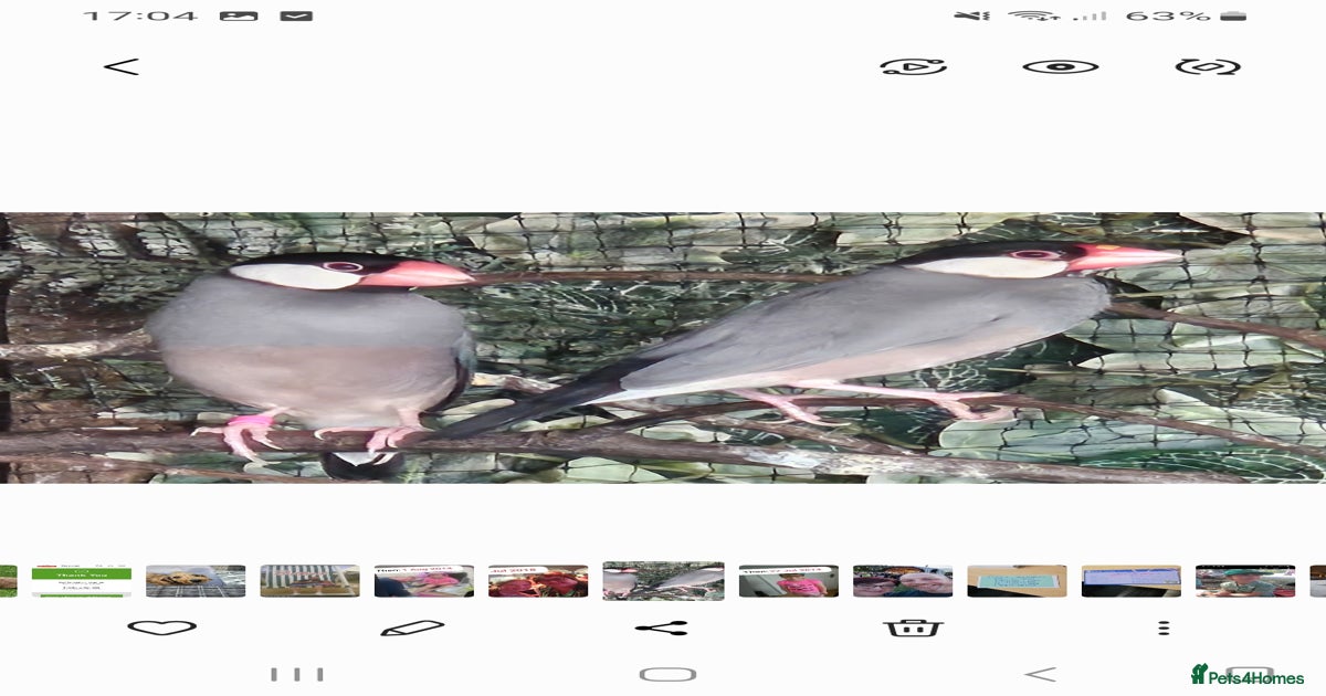 Proven pair of Java Sparrow for sale in Southampton | Pets4Homes