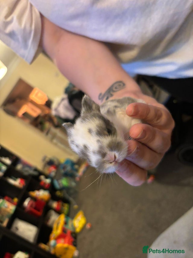 Gorgeous mini lop bunnies for sale in Stanford-le-Hope | Pets4Homes