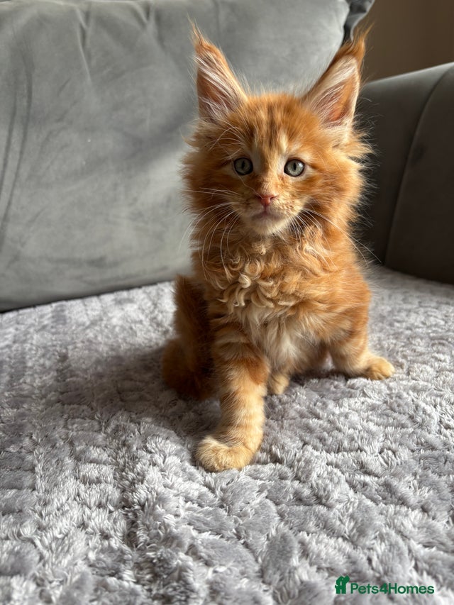 Beautiful stunning Mainecoon kittens for sale in Wolverhampton | Pets4Homes