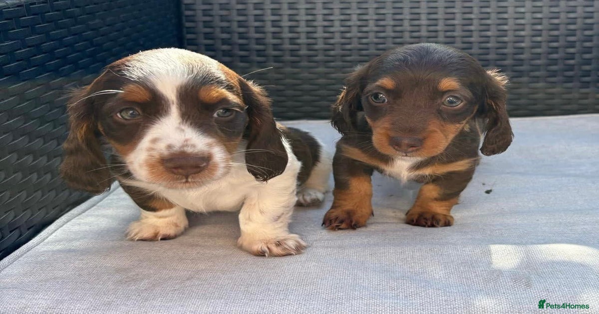 Beautiful long hair miniatureDutch hounds for sale in Clacton-on-Sea ...