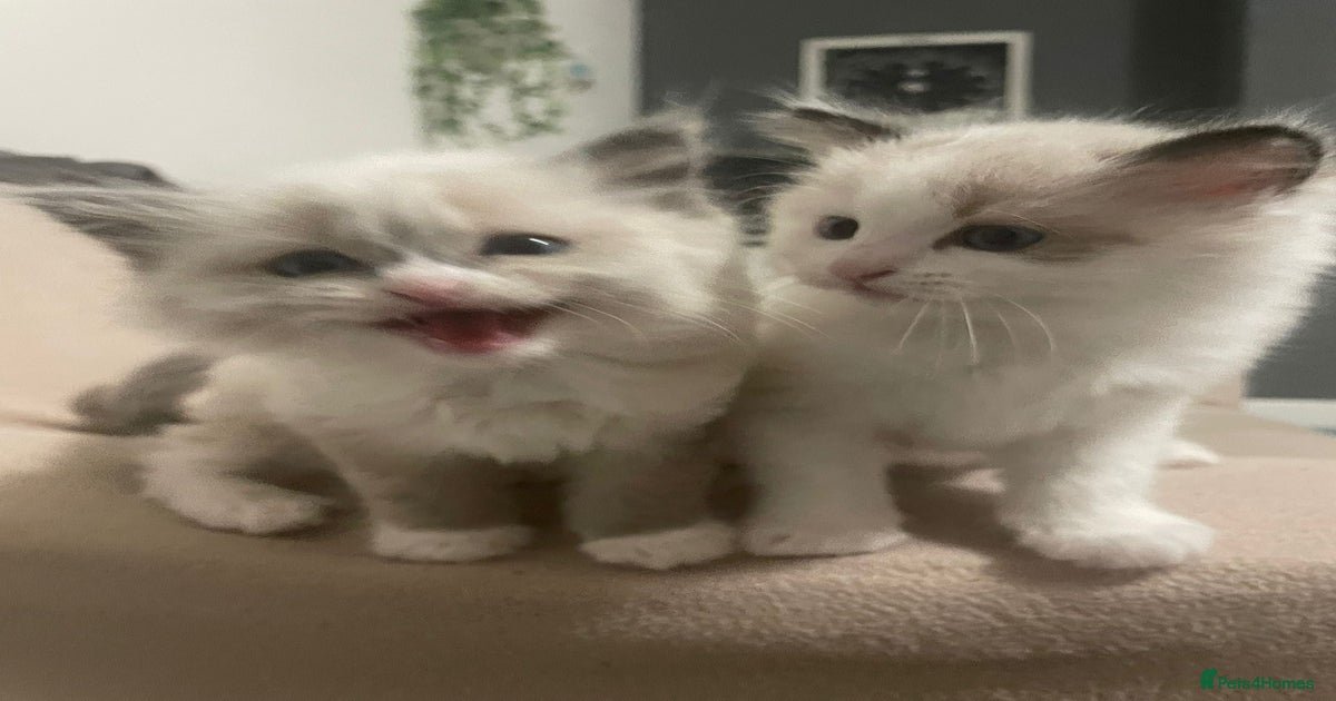 Ragdoll kittens for sale in Dover | Pets4Homes