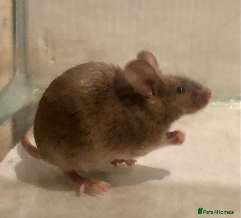 Mouse rodents for sale | Pets4Homes