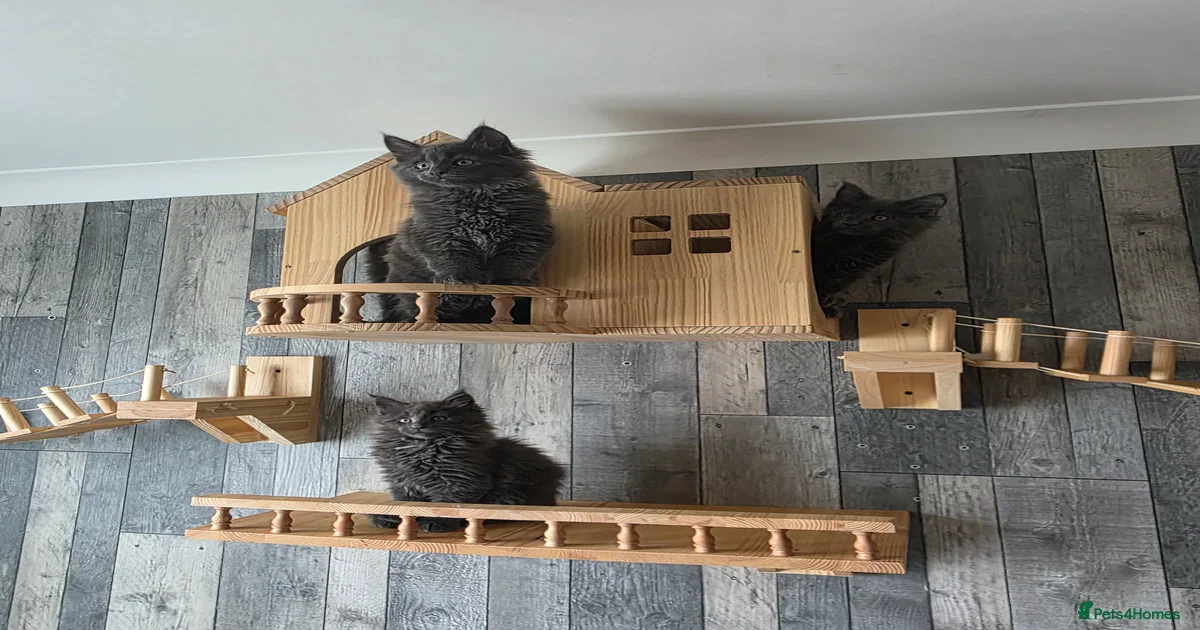 Smoke Kittens for sale | Pets4Homes