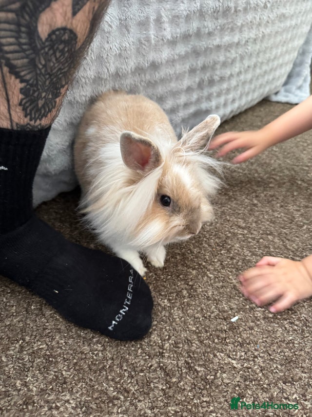 10 month old dwarf x lion head rabbit for sale in Normanton | Pets4Homes